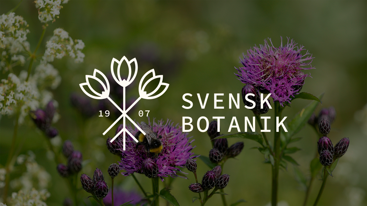 Hägg - Svenska Botaniska Föreningen