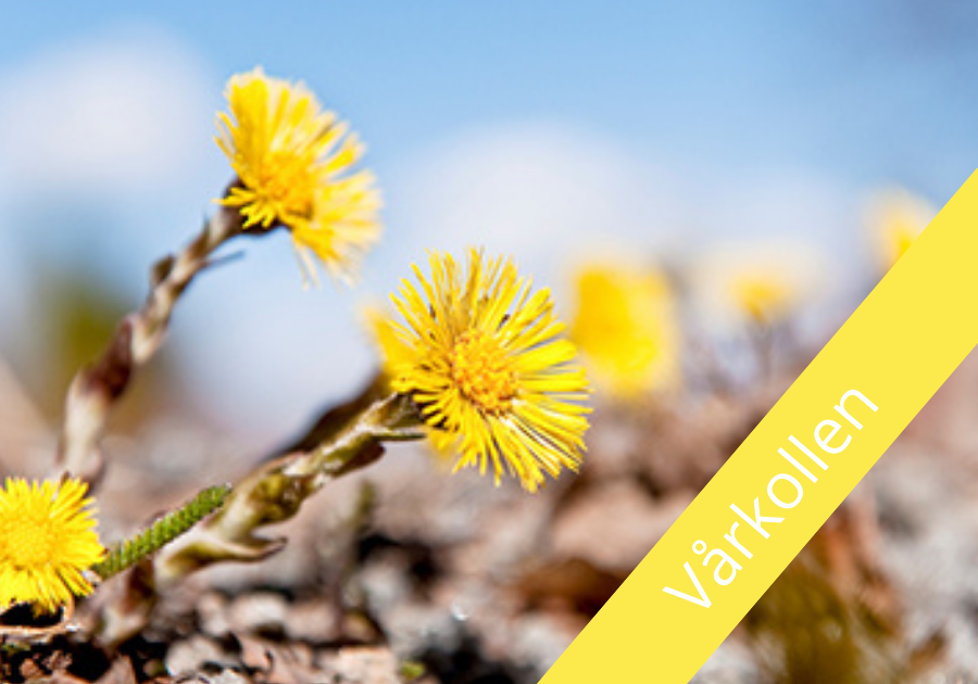 Vårkollen visar vårtecken i hela landet - Svenska Botaniska Föreningen
