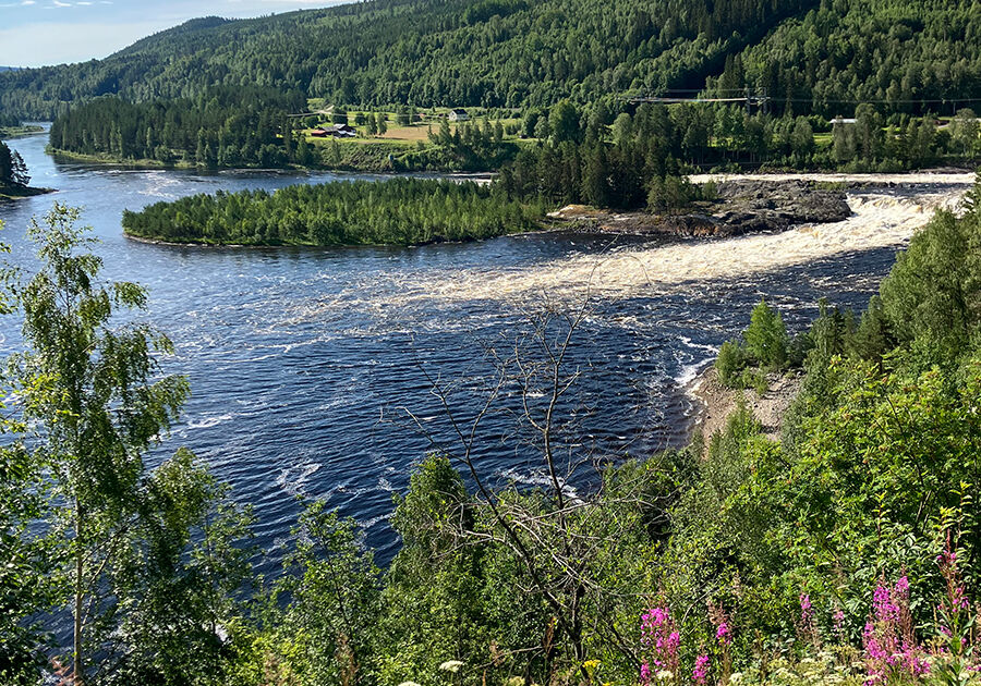 Låglandsläger i Jämtland/Ångermanland 10–16 juli - Svenska Botaniska ...